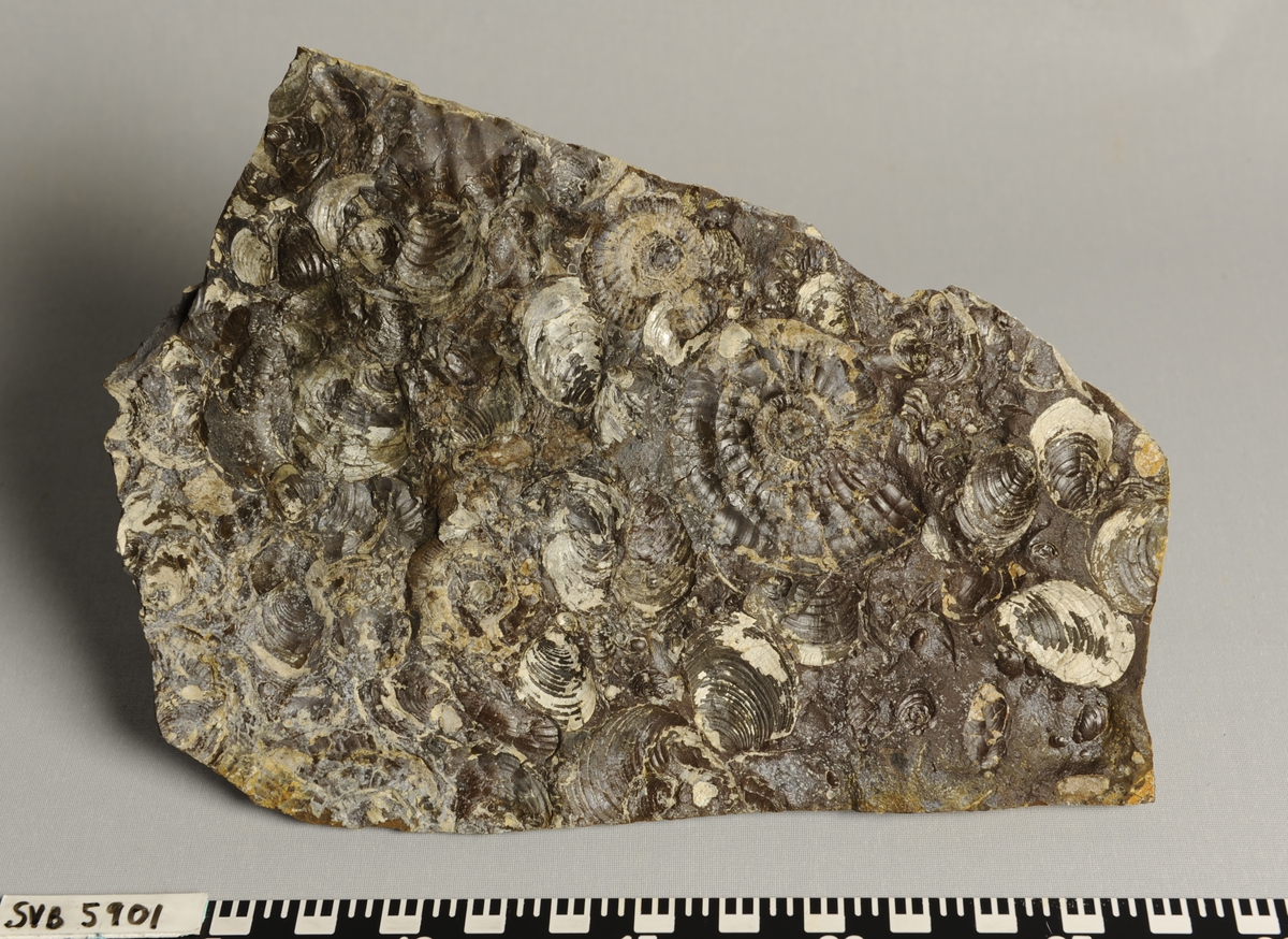 Fossil - Svalbard museum / DigitaltMuseum