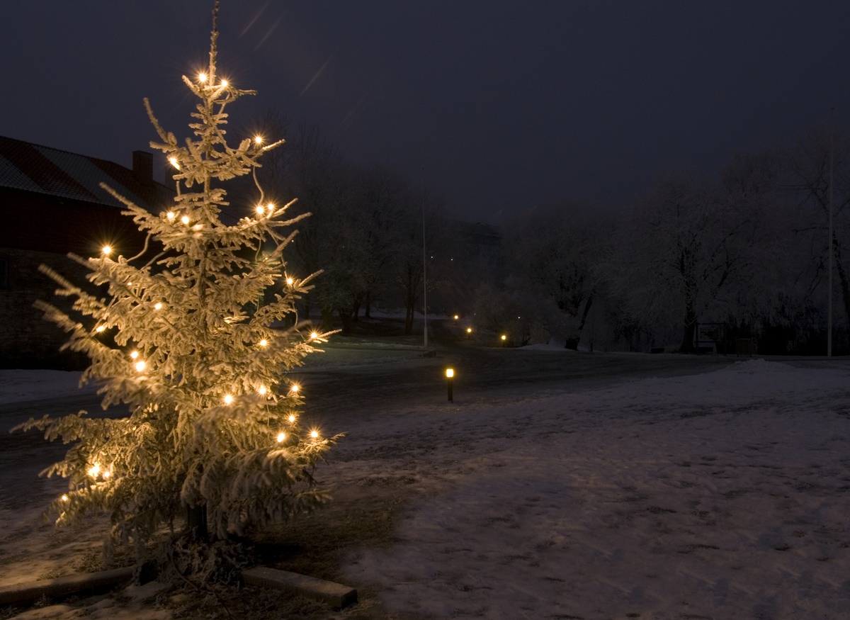 Julestemning ute på Domkirkeodden. Vinter, Juletre, Juletre med lys ...