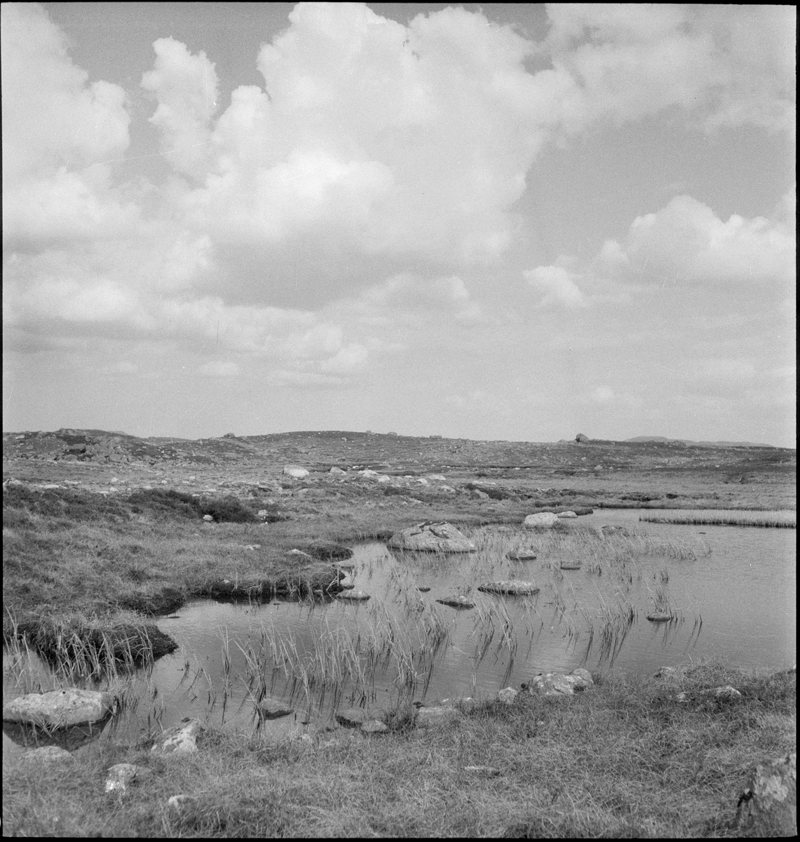Naturbilder fra heia. Det er et vann med siv, langstrakte vidder og ...