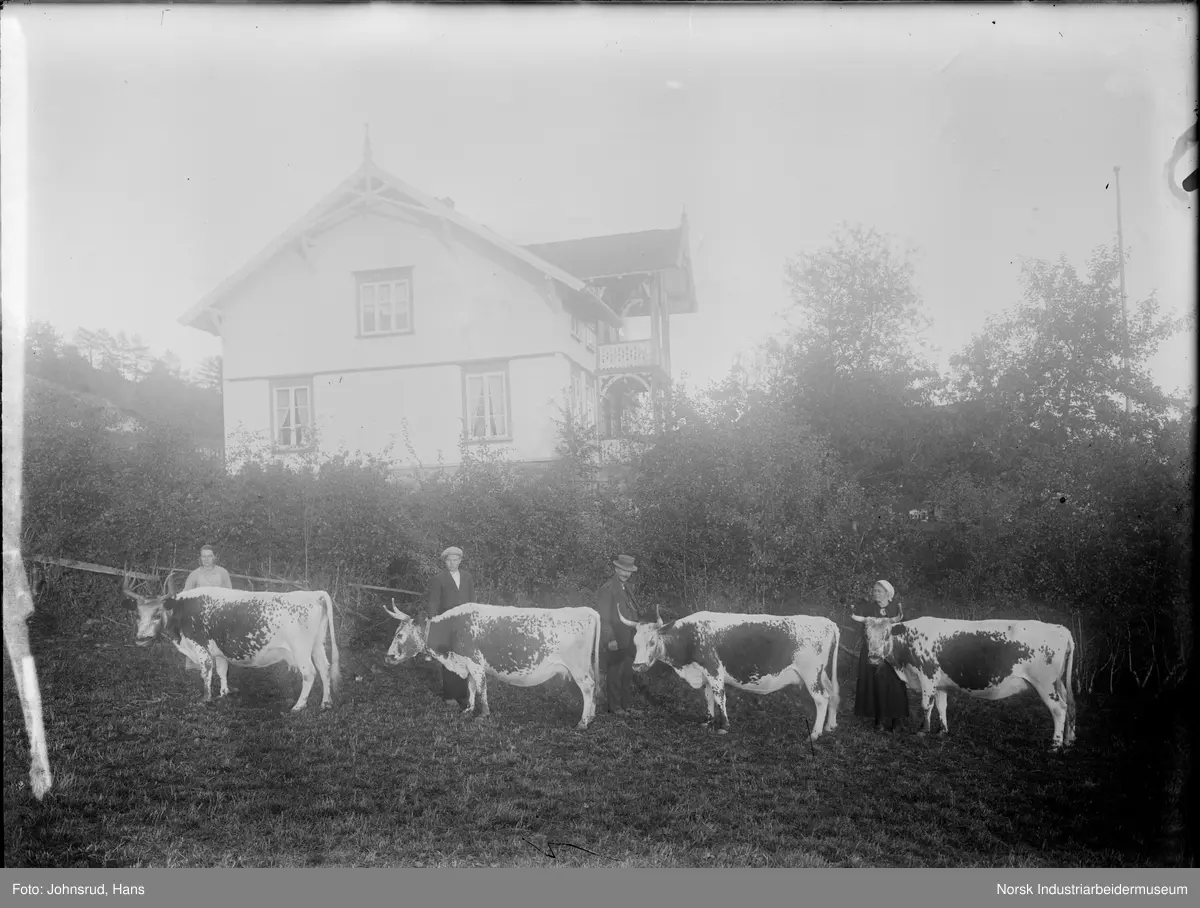 Fire kyr på en rekke på et jorde foran et hus. Det står en person ved ...