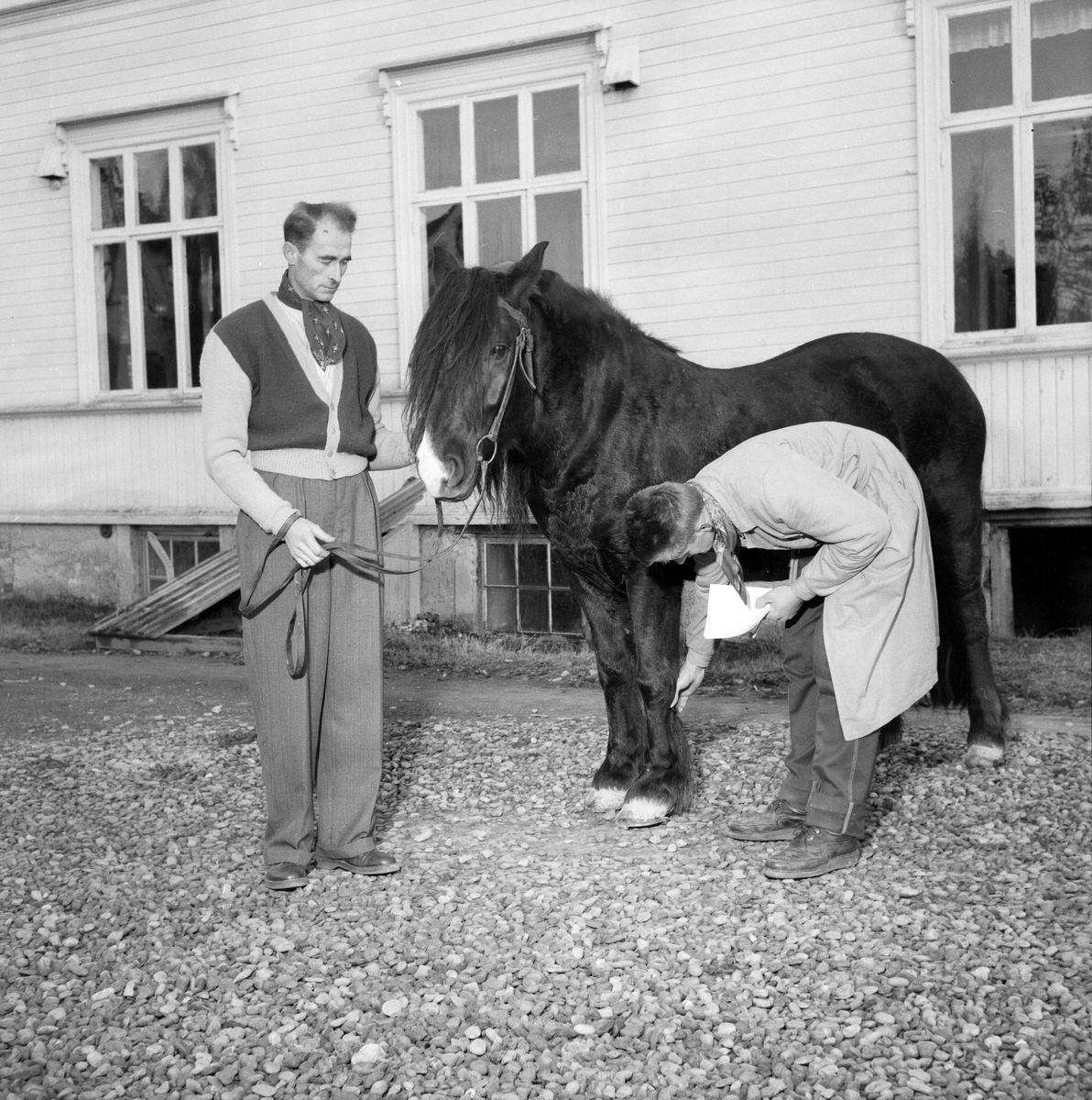 Bedømmelse av husdyr på Skjetlein Landbruksskole - Sverresborg ...