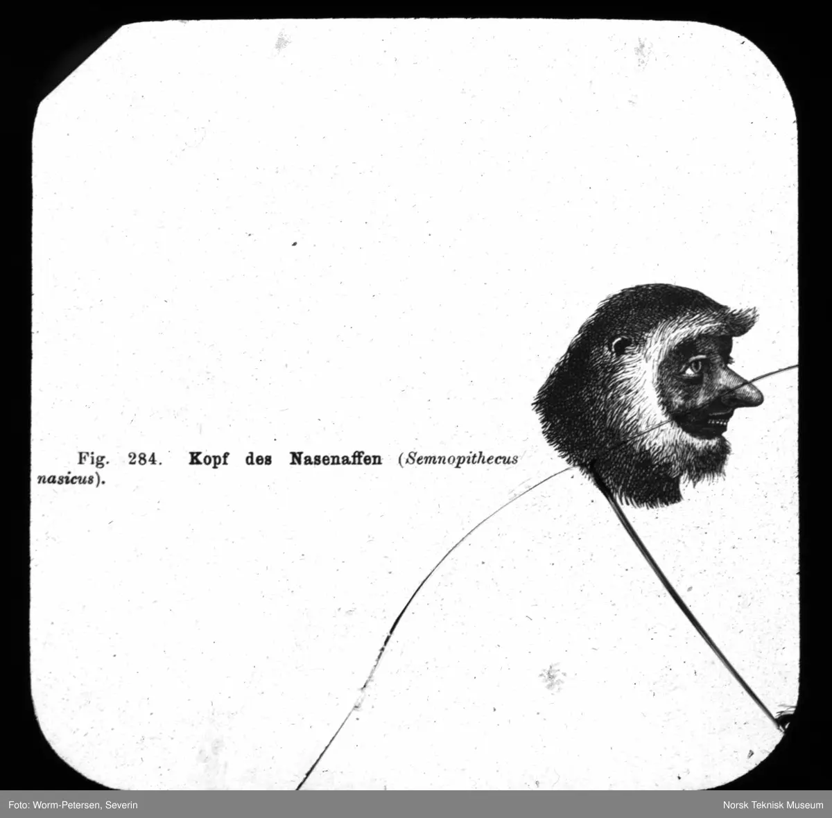 J. Hennum: Anatomi og fysiologi - Norsk Teknisk Museum / DigitaltMuseum