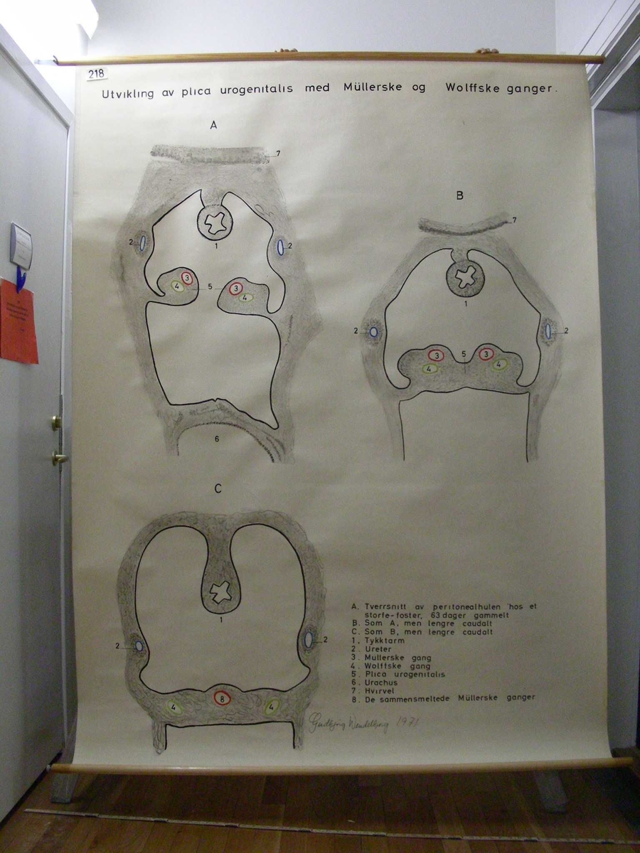 Anatomisk plansje - Vitenparken Campus Ås / DigitaltMuseum
