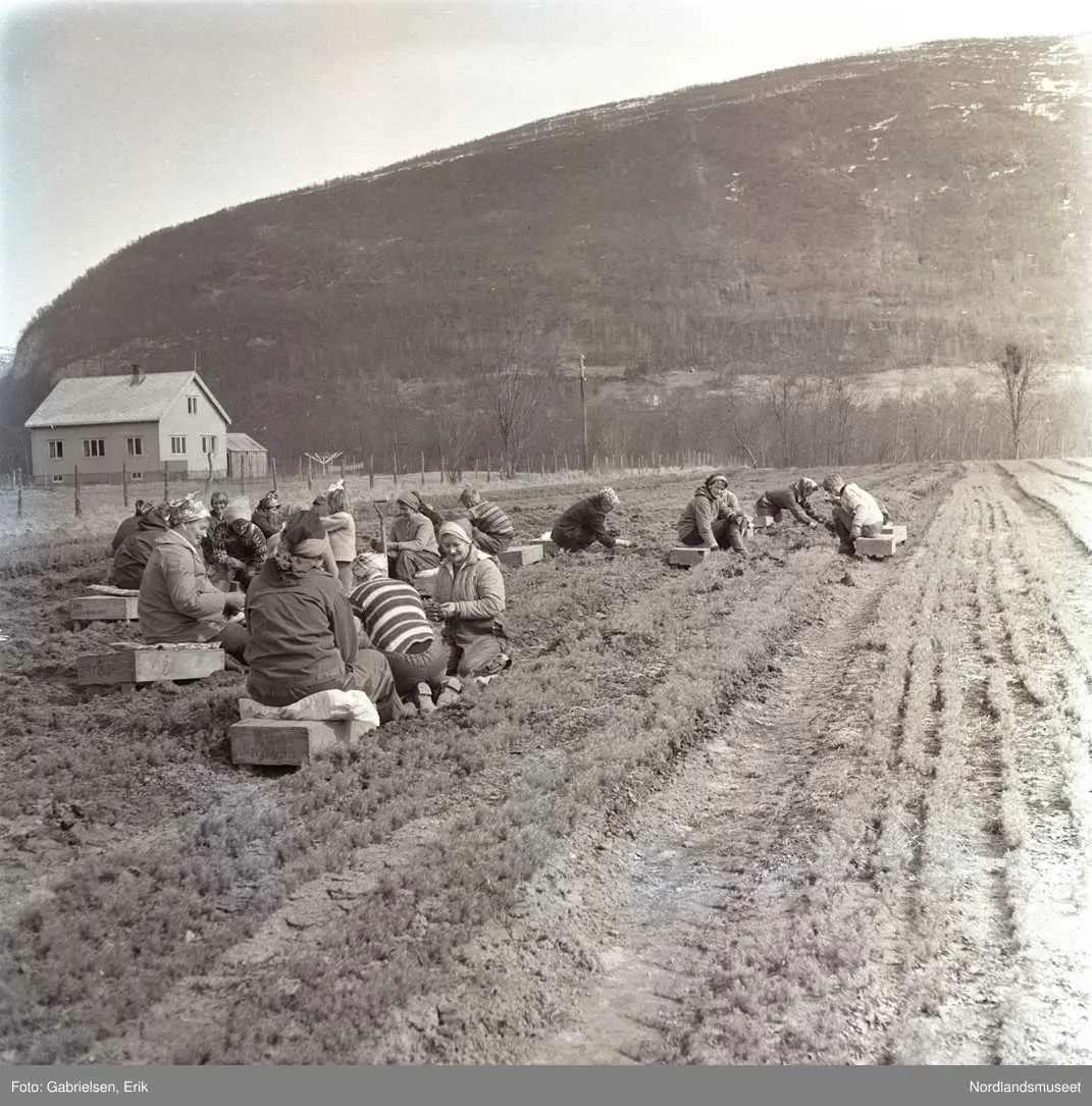 Potet - Nordlandsmuseet / DigitaltMuseum
