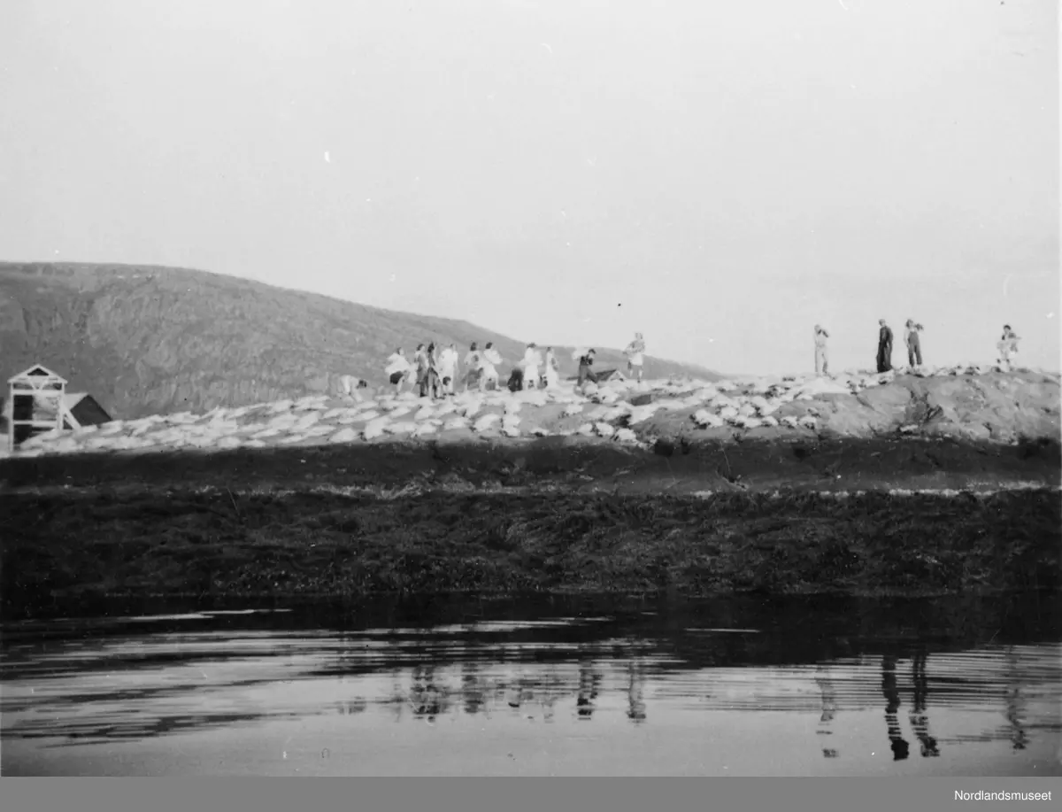 Fra klippfiskbergene på indre Styrkesnes. - Nordlandsmuseet / DigitaltMuseum