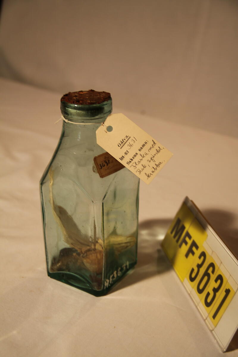 Spindelkrabba och fisk i spritflaska - Medelpads fornminnesförening ...