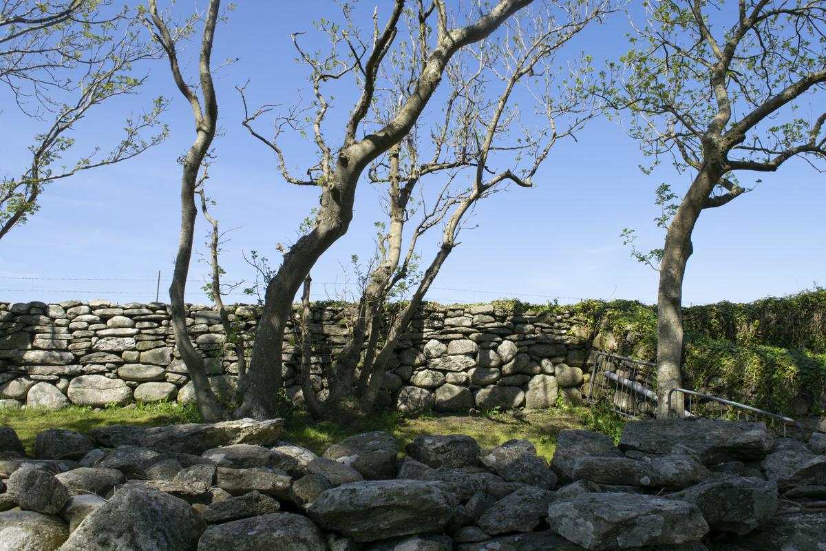 Trær rundt Utstein Kloster. - Arkeologisk museum, Universitetet i ...