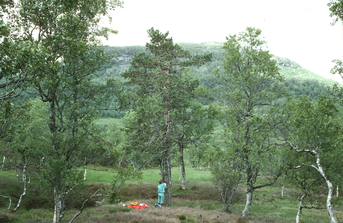 Klima - Dendrokronologi (recente furutrær i Suldalsfjellene ...