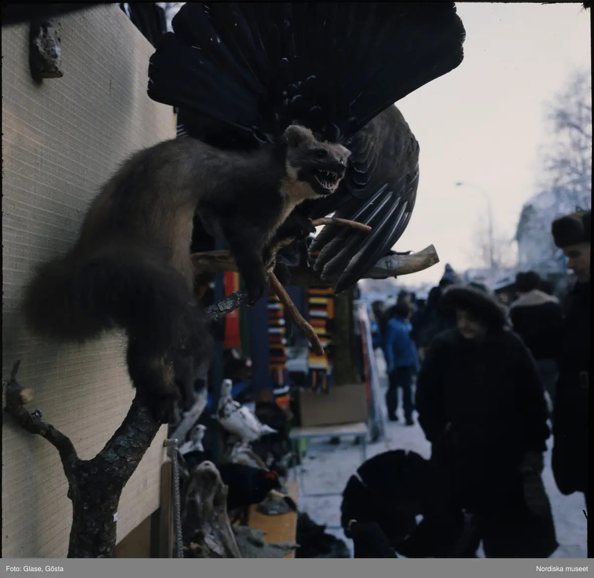 Uppstoppade djur till salu på marknaden i Jokkmokk. - Nordiska museet ...