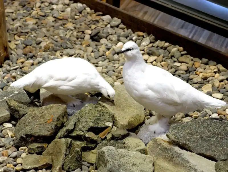 Fugler - Svalbard Museum