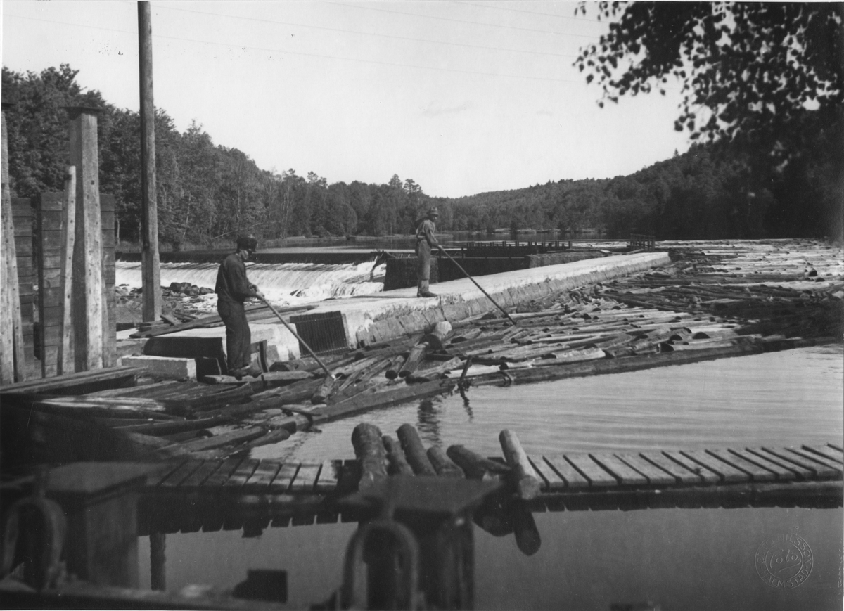 Intagninga av massaved. - Tekniska museet / DigitaltMuseum