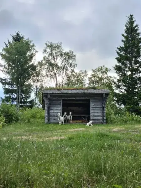 Velkommen til Sverresborg Trøndelag folkemuseum
