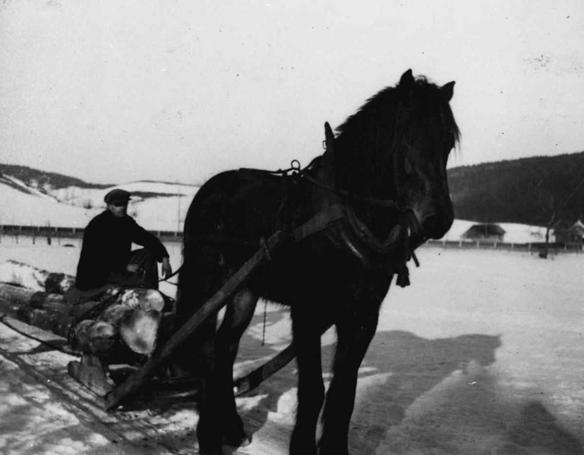 Hest som drar lastet tømmerslede. Mann på toppen av lasset. - Museene i ...
