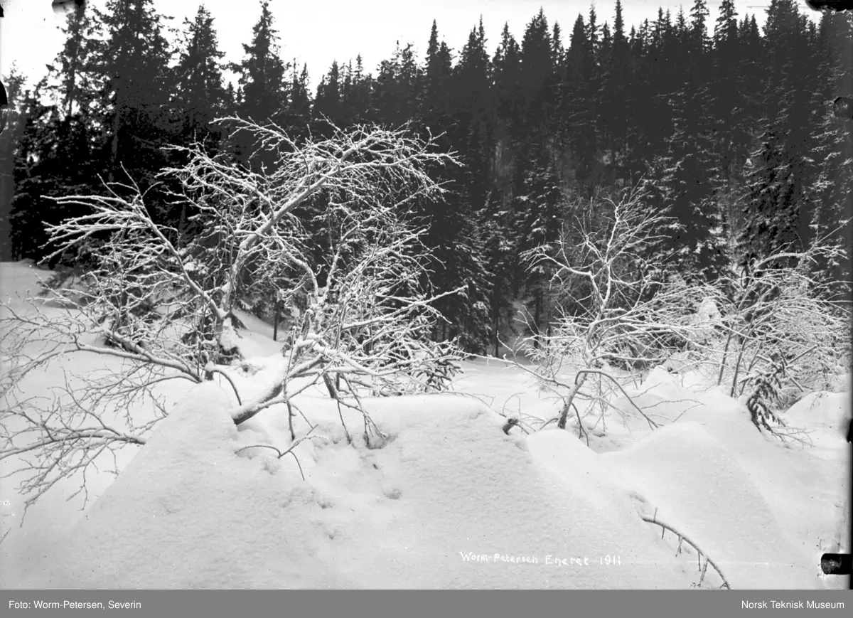 Vinterbilde, snøkledd skog, 1911 - Norsk Teknisk Museum / DigitaltMuseum