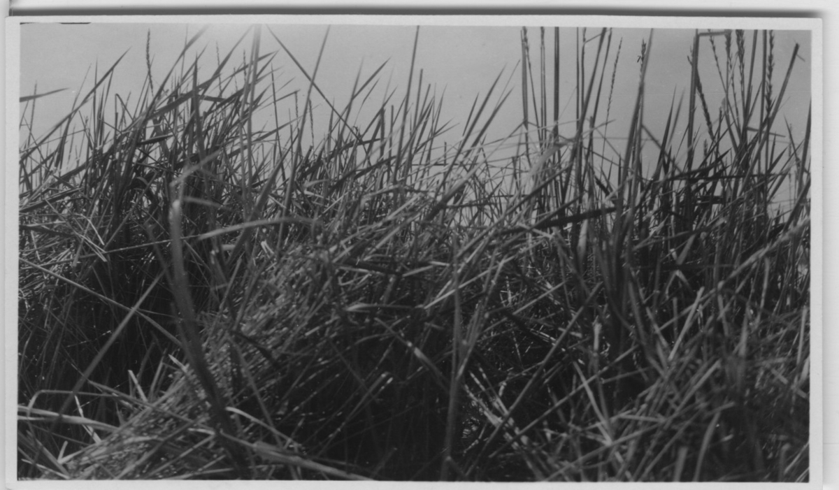 'Göteborgs Biologiska föreningens utfärd till Måkläppen: :: :: Närbild ...