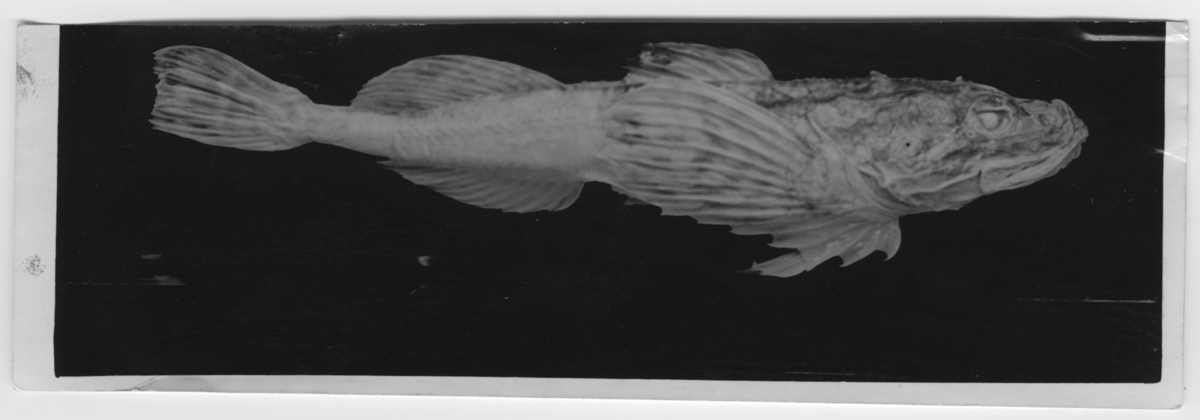 Oncocottus Quadricornis Linnaeus Göteborgs Naturhistoriska Museum Digitaltmuseum