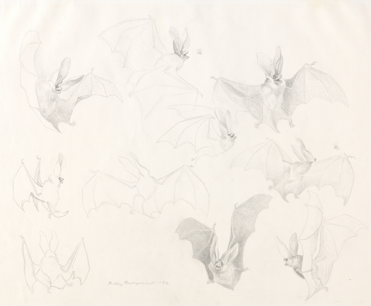 Flaggermus [Tegning] - Nasjonalmuseet, billedkunstsamlingene ...