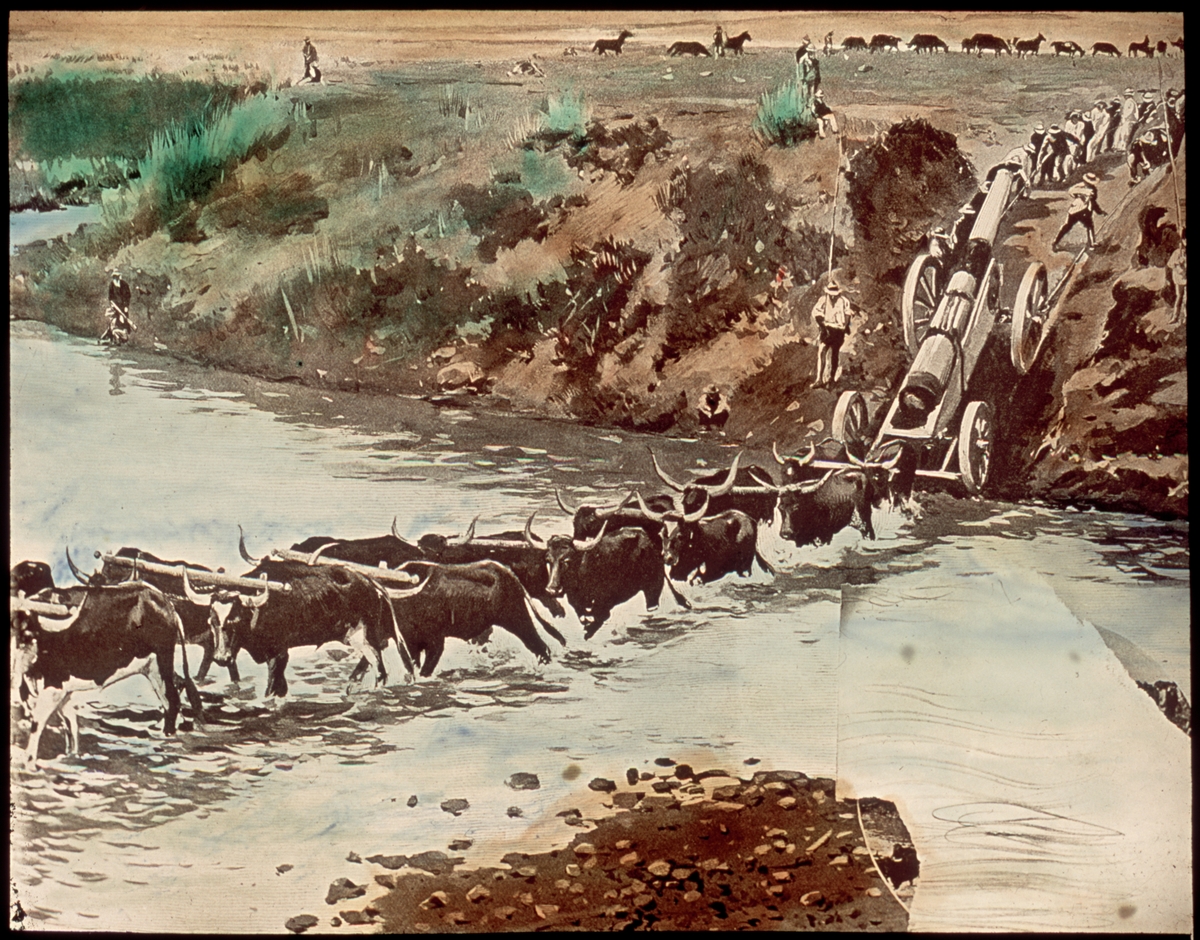 Oxar som dragdjur. - Tekniska museet / DigitaltMuseum