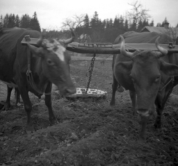 Foto av två oxar som sysslar med harvning. - Kulturparken Småland ...