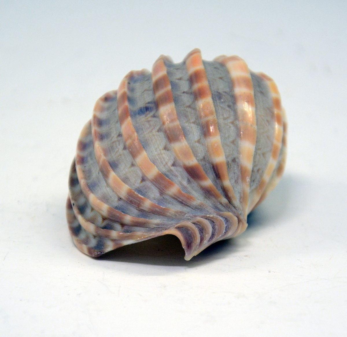 Skjell/musling - Telemark Museum / DigitaltMuseum