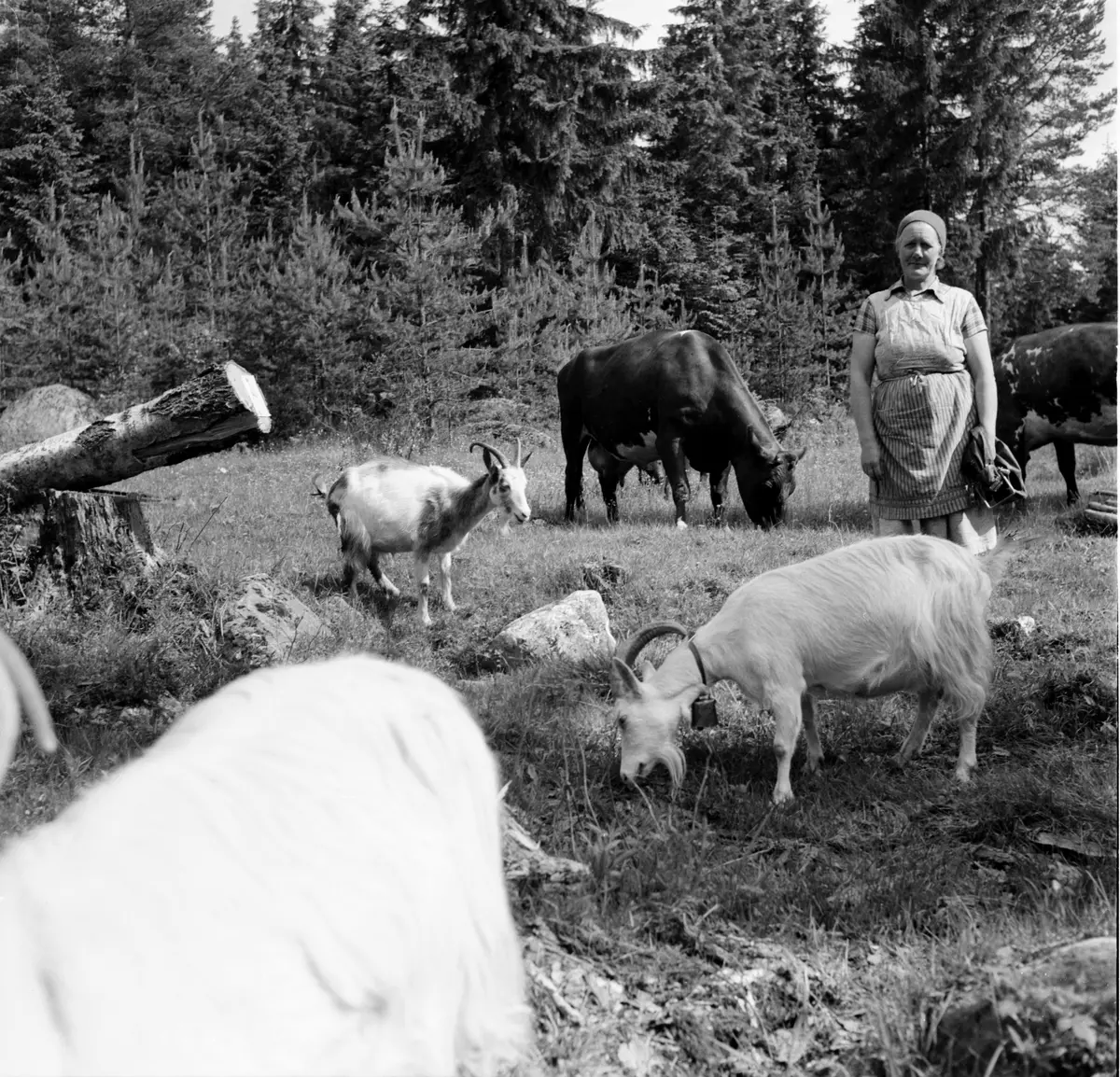 Svartbo, Agnes Olsson vallar kor och getter, 21 Juni 1965 - Länsmuseet ...