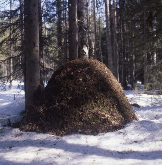 Stor myrstack vid några trädstammar i skogen, maj 1979. - Hälsinglands ...