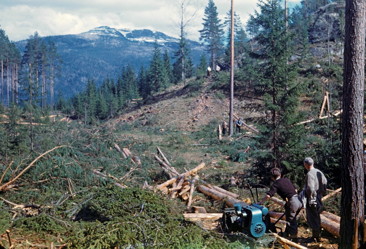 Vinsjing av tømmer i barskog i Kviteseid i Vest-Telemark. I forgrunnen ...