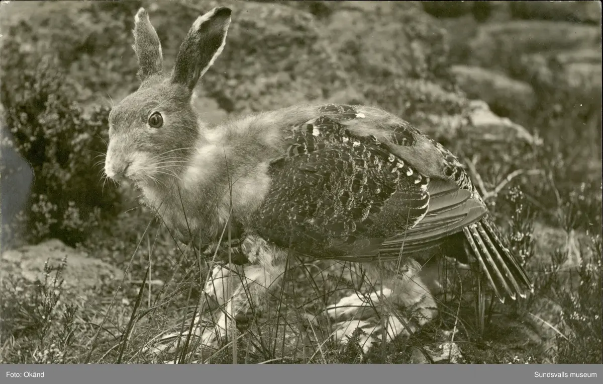 Vykort med motiv av den uppstoppade Skvadern. - Sundsvalls museum ...