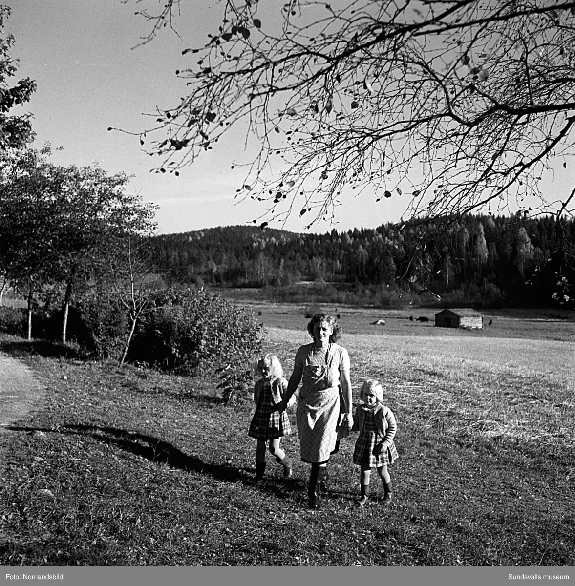 Familjen Andersson i Lyngstern, Attmar, bor mitt i Sverige enligt vad ...