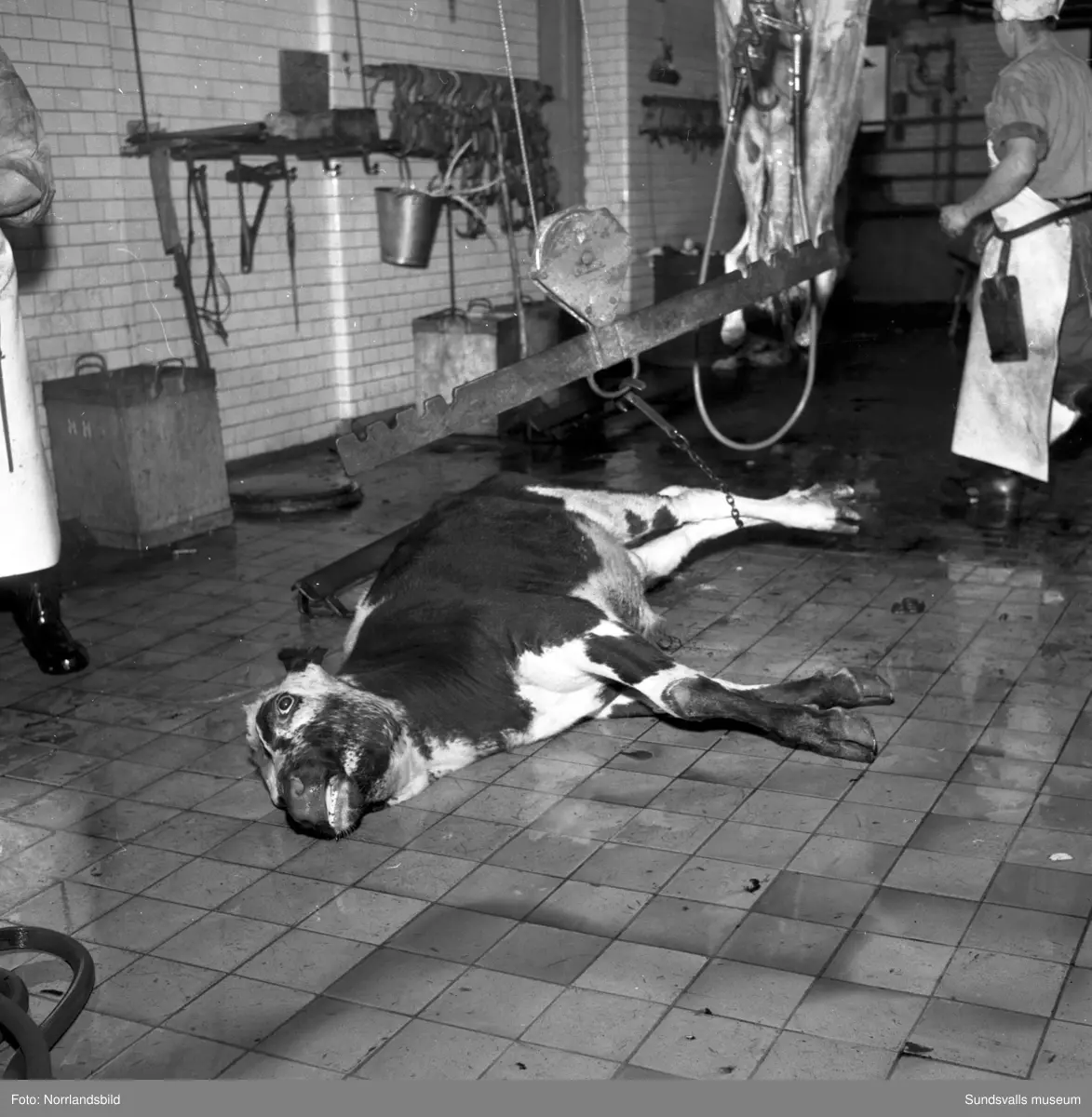 Bilder från verksamheten på Slakteriföreningens anläggning i Nacksta ...