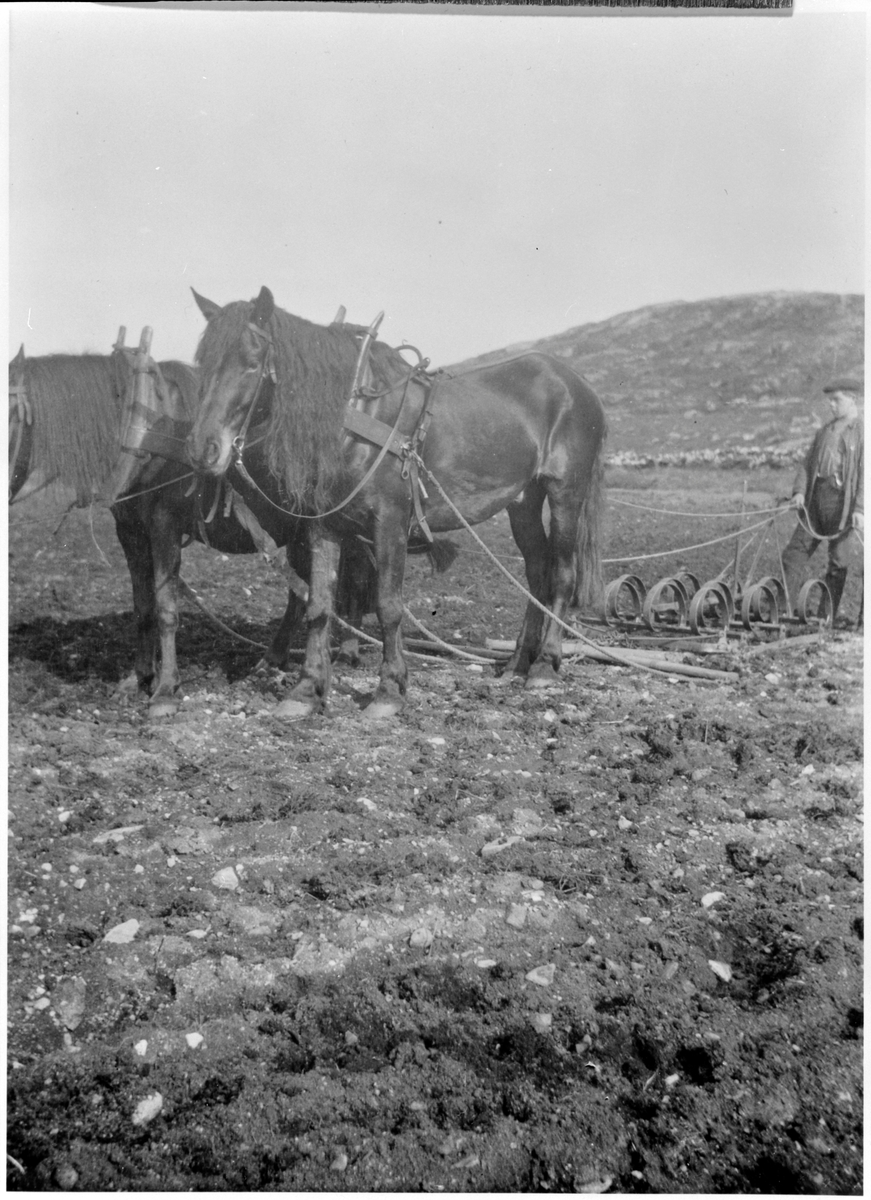 Våronn, harving med to hester i Breivika, Vallersund, Bjugn. - Museet ...