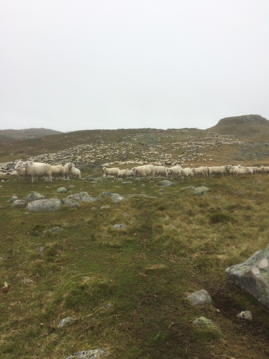 Samling av sauer frå heia. 5000 sauer blir samla ved Flåtå ved ...