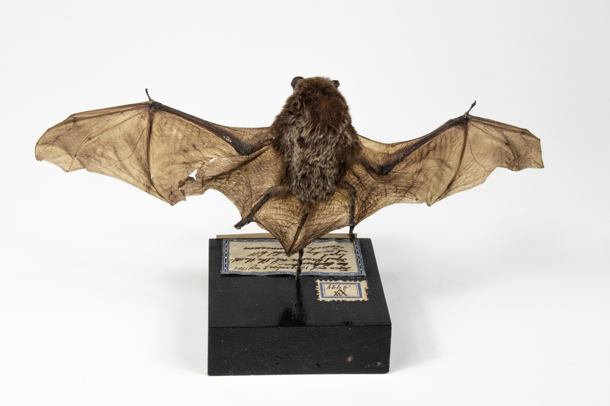 FLADDERMUS - Vänersborgs museum / DigitaltMuseum