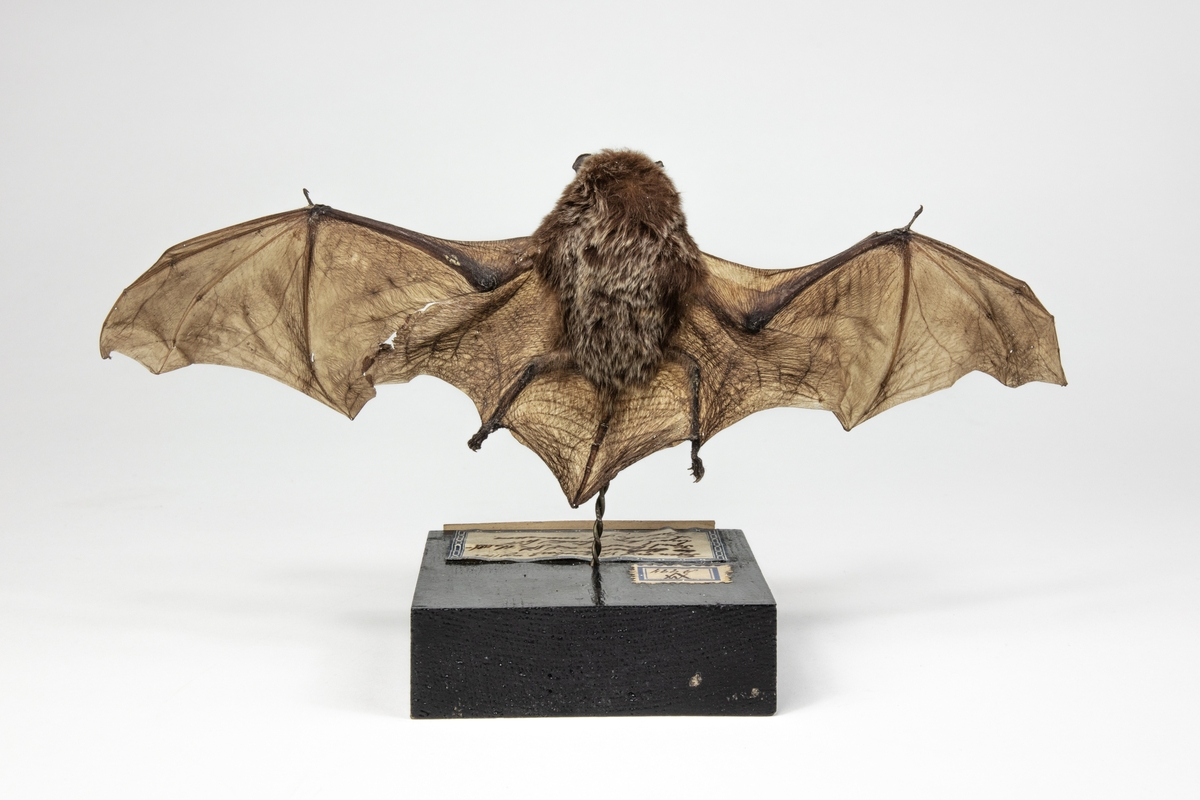 FLADDERMUS - Vänersborgs museum / DigitaltMuseum