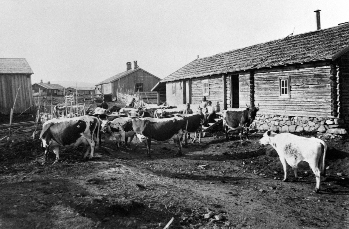 Eksteriør, seter, Nysæter meieri, telemarksku, Ringsaker Almenning ...