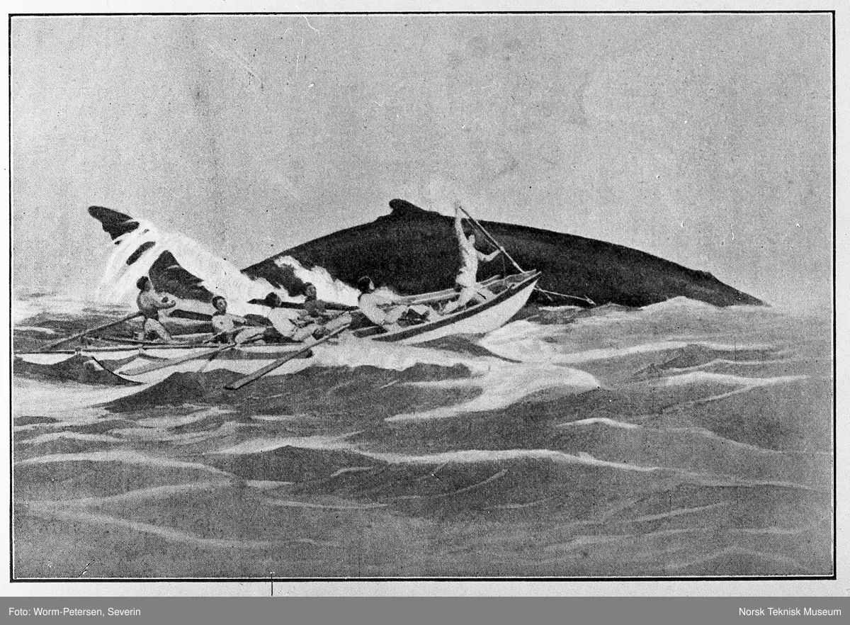 Hvalfangst - Norsk Teknisk Museum / DigitaltMuseum