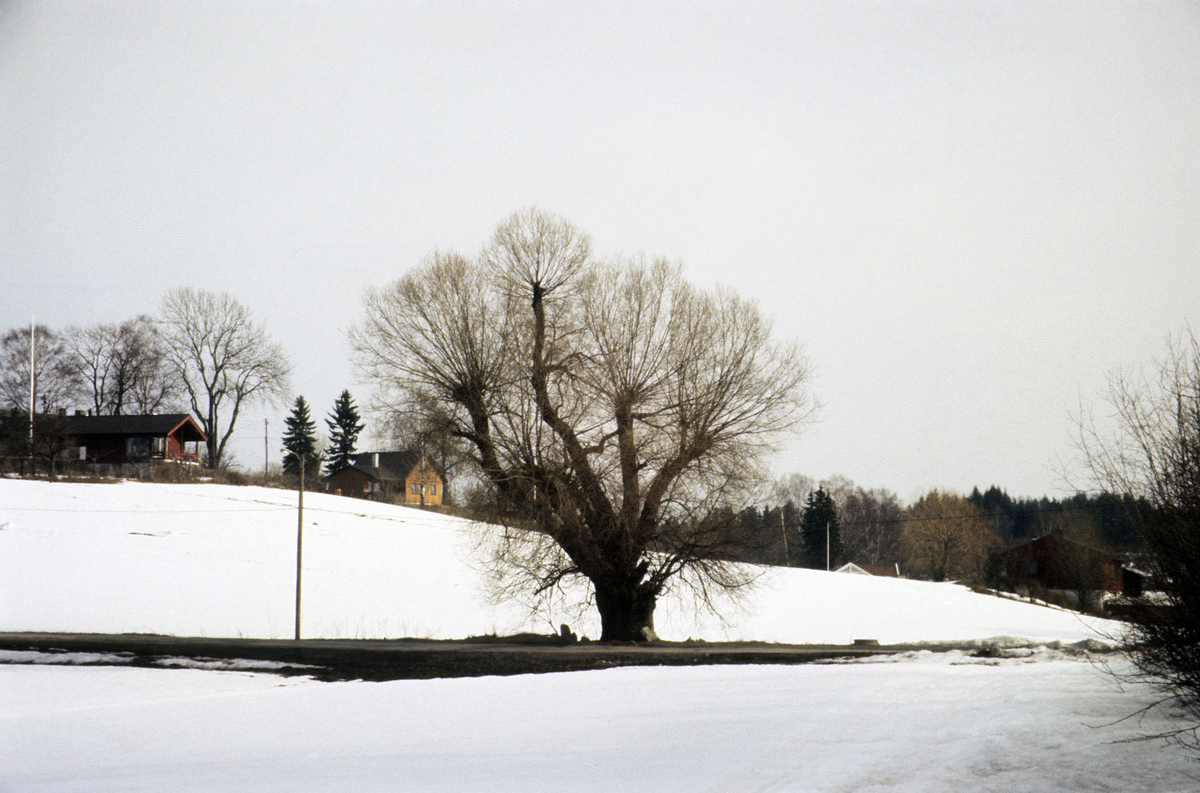Piletre i krysset L. P. Wettres vei og Strandveien. - Museene i ...