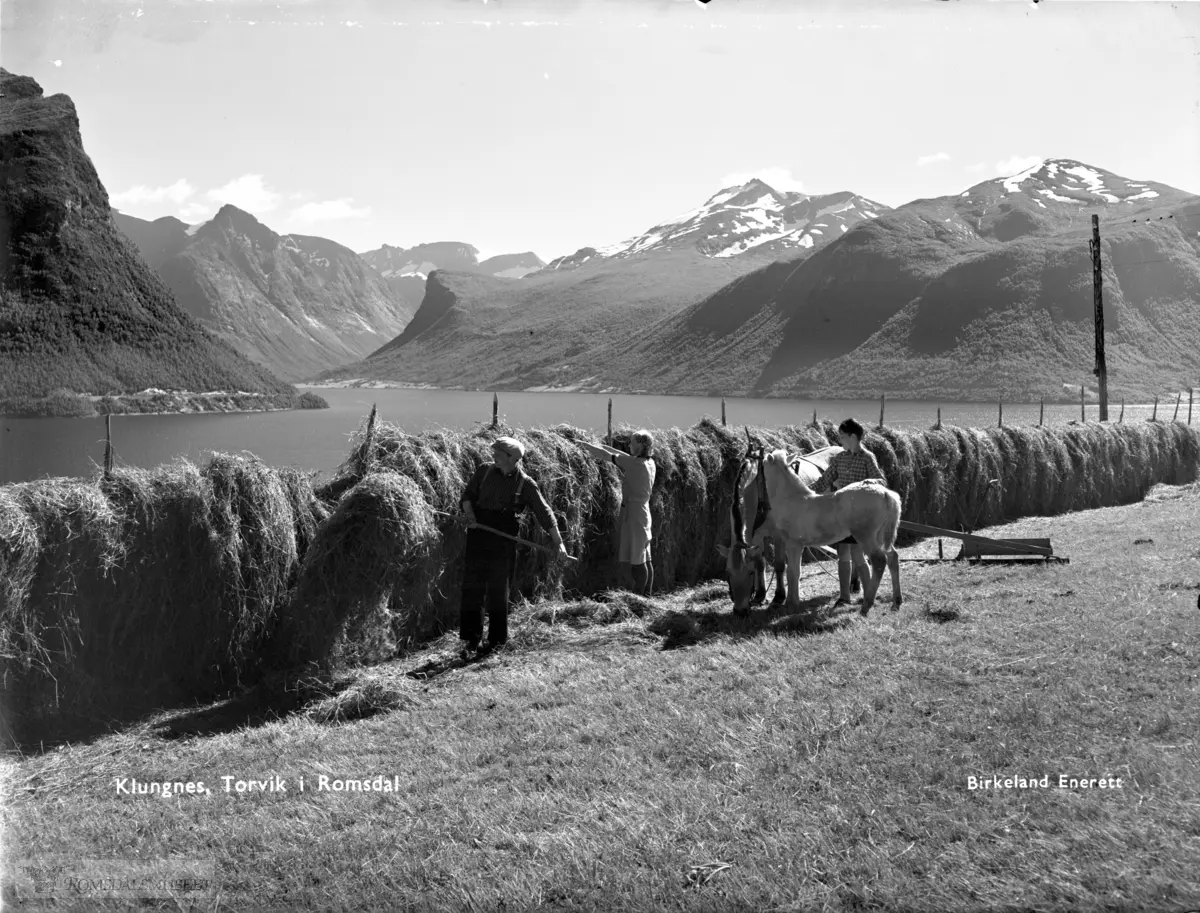 Hesjing på Hagen i Torvik..Hejen som er på bildet var kjent som å være ...