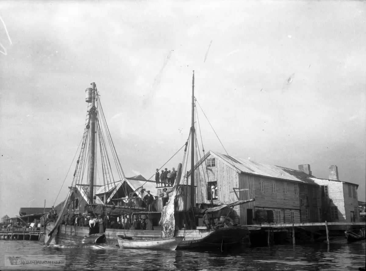 Flensing av hval ved skutesia. - Romsdalsmuseet / DigitaltMuseum
