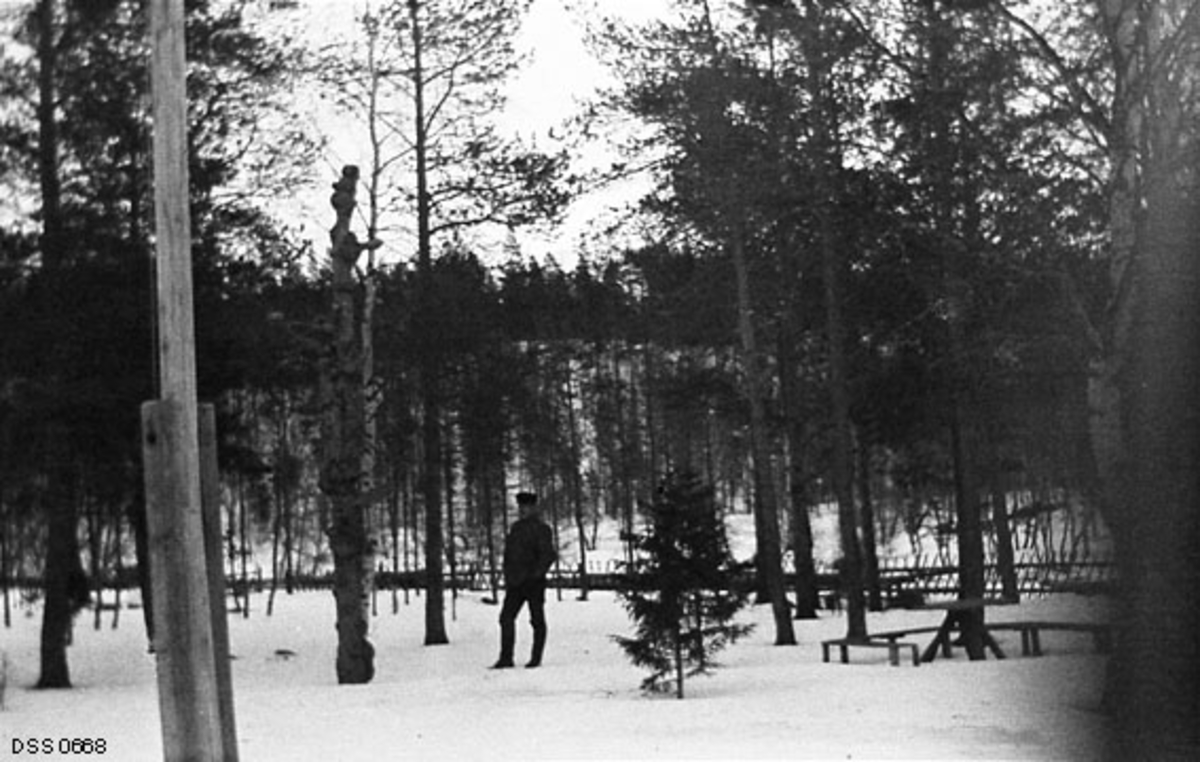 «Saltdalen statsskoger. Fra skogvoktergaarden Storjord.» - Anno Norsk ...